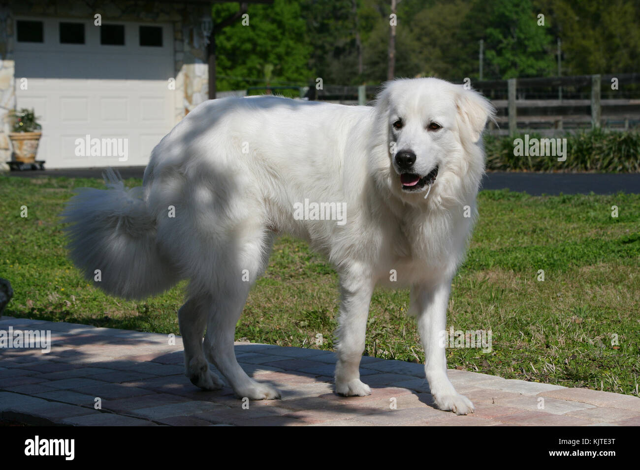 Chien Des Pyrenees High Resolution Stock Photography and Images - Alamy