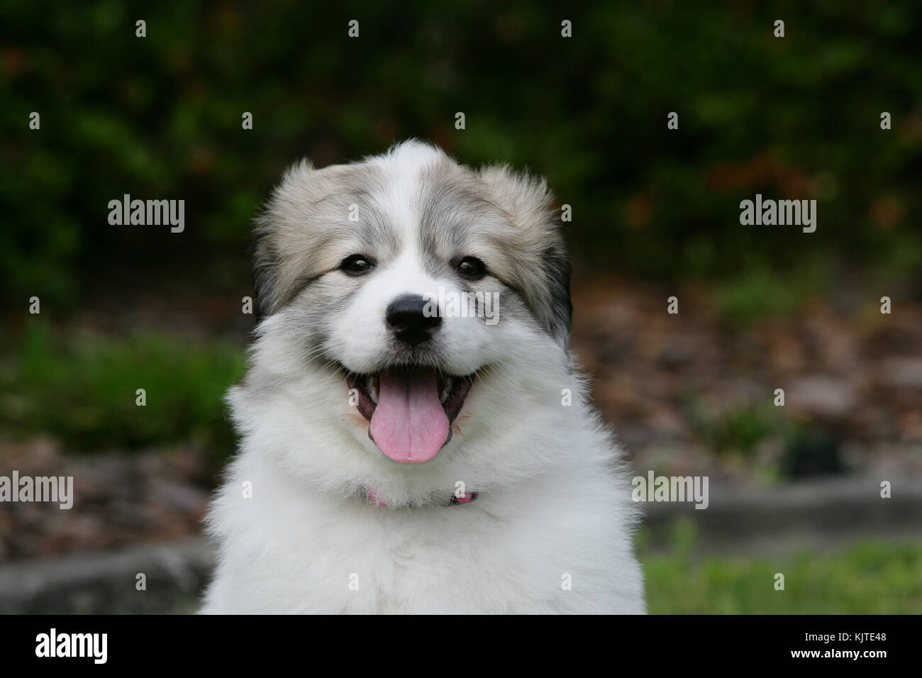 Chien Des Pyrenees High Resolution Stock Photography and Images - Alamy