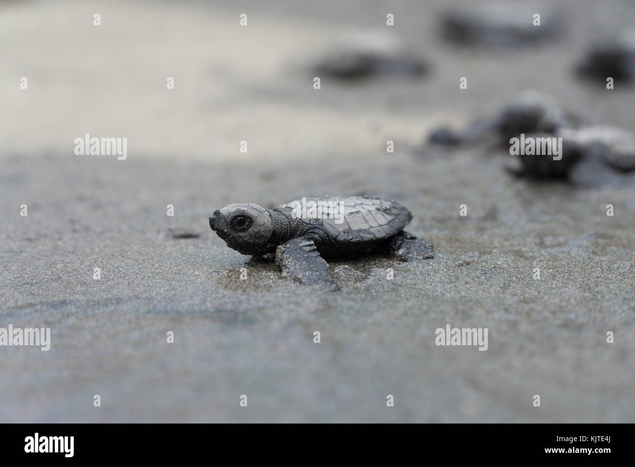 Olive Ridley Sea Turtle hatchlings released during Pawikan Festival ...