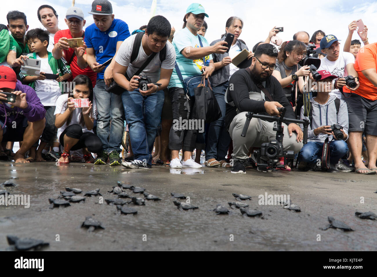 Olive Ridley Sea Turtle hatchlings released during Pawikan Festival ...