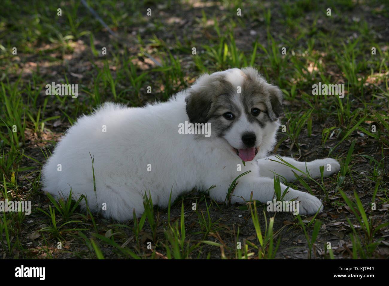 Great pyrenees puppy lying down hi-res stock photography and images - Alamy