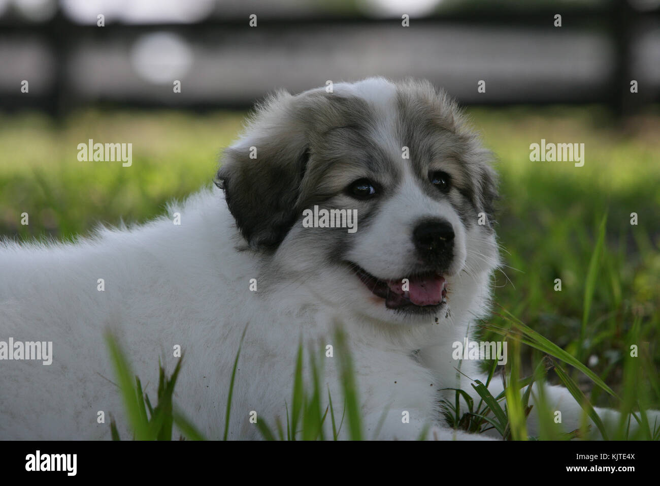 Chien Des Pyrenees High Resolution Stock Photography and Images - Alamy