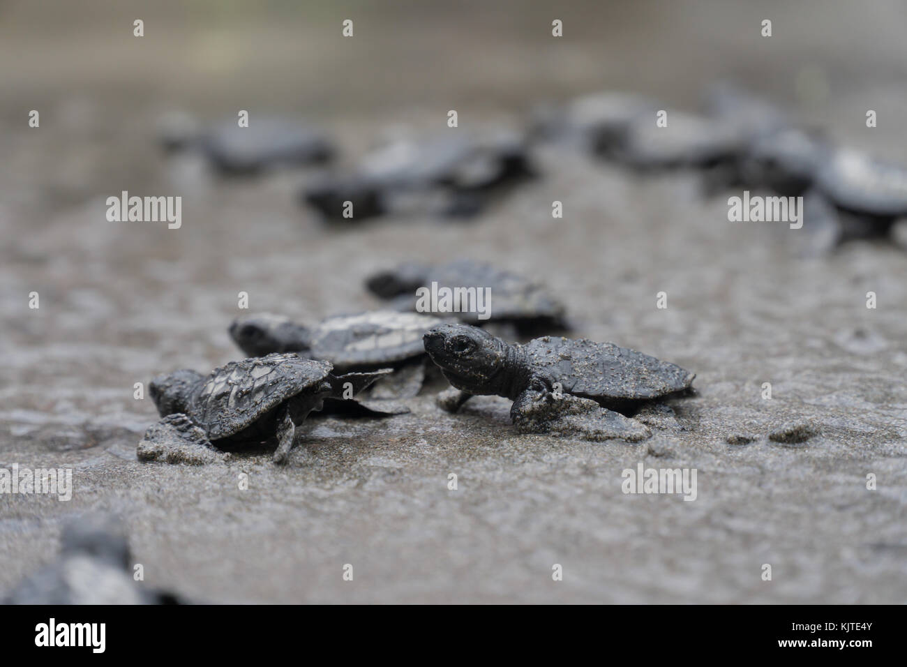 Olive ridley sea turtle hi-res stock photography and images - Alamy