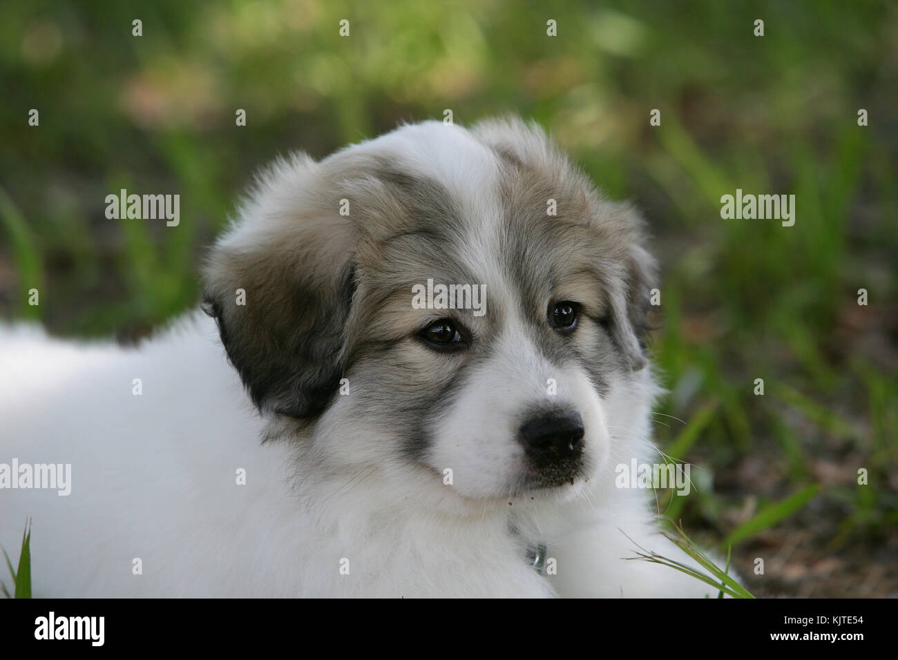 Chien Des Pyrenees High Resolution Stock Photography and Images - Alamy