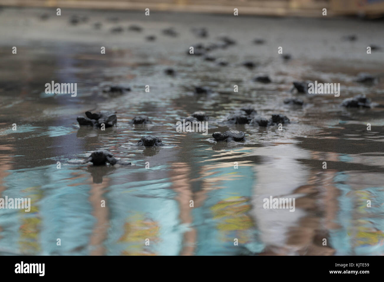 Olive Ridley Sea Turtle hatchlings released during Pawikan Festival ...