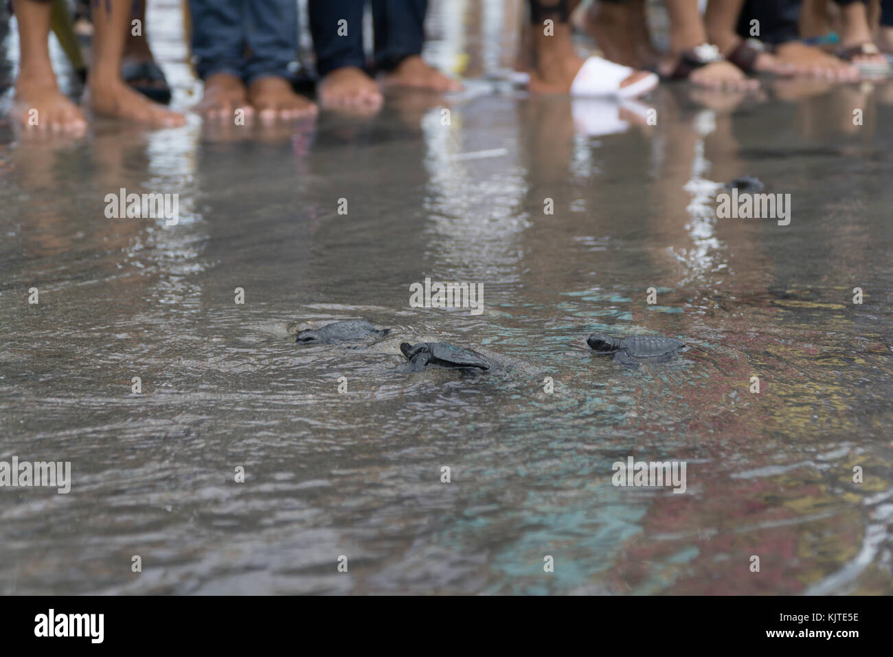 Olive Ridley Sea Turtle hatchlings released during Pawikan Festival ...