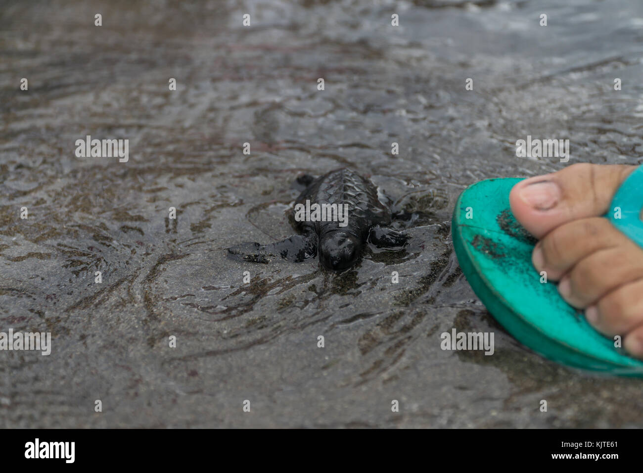 Olive Ridley Sea Turtle hatchlings released during Pawikan Festival ...