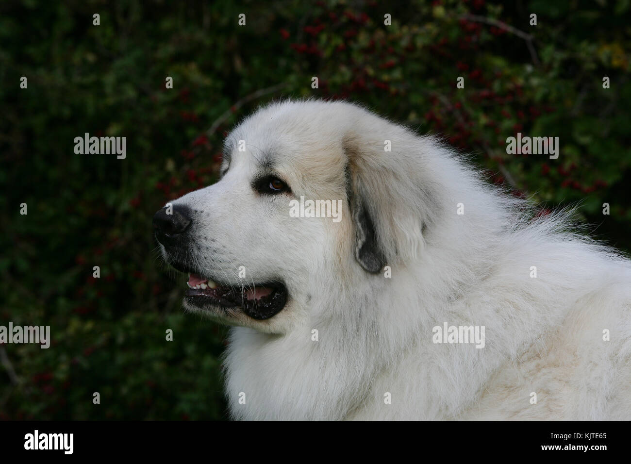 Chien Des Pyrenees High Resolution Stock Photography and Images - Alamy