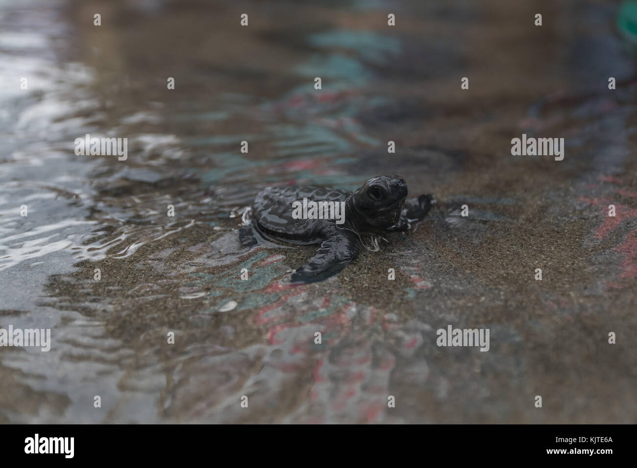 Olive Ridley Sea Turtle hatchlings released during Pawikan Festival ...