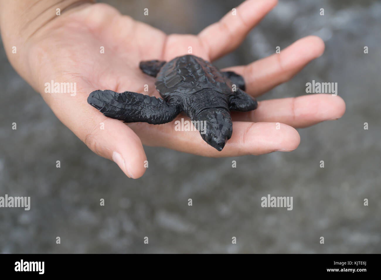 Olive Ridley Sea Turtle hatchlings released during Pawikan Festival ...