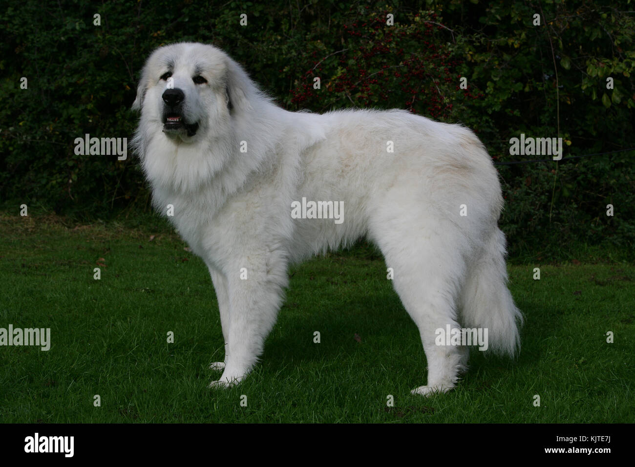 Chien Des Pyrenees High Resolution Stock Photography and Images - Alamy