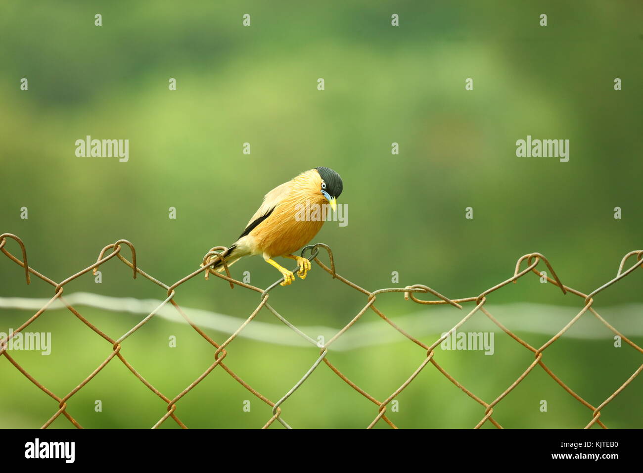 The brahminy myna or brahminy starling is a member of the starling ...