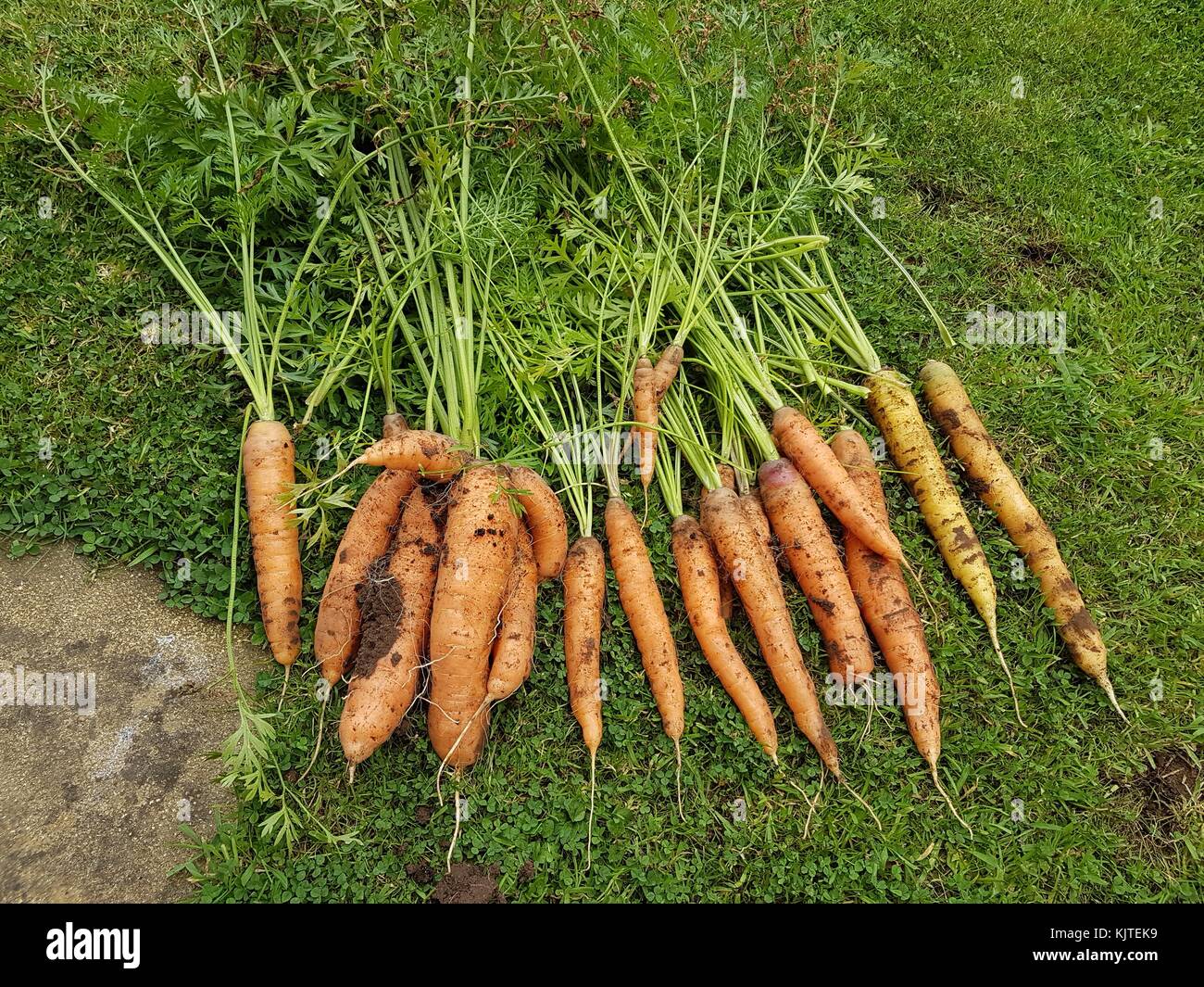 Home grown carrots freshly harvested, England, UK Stock Photo - Alamy