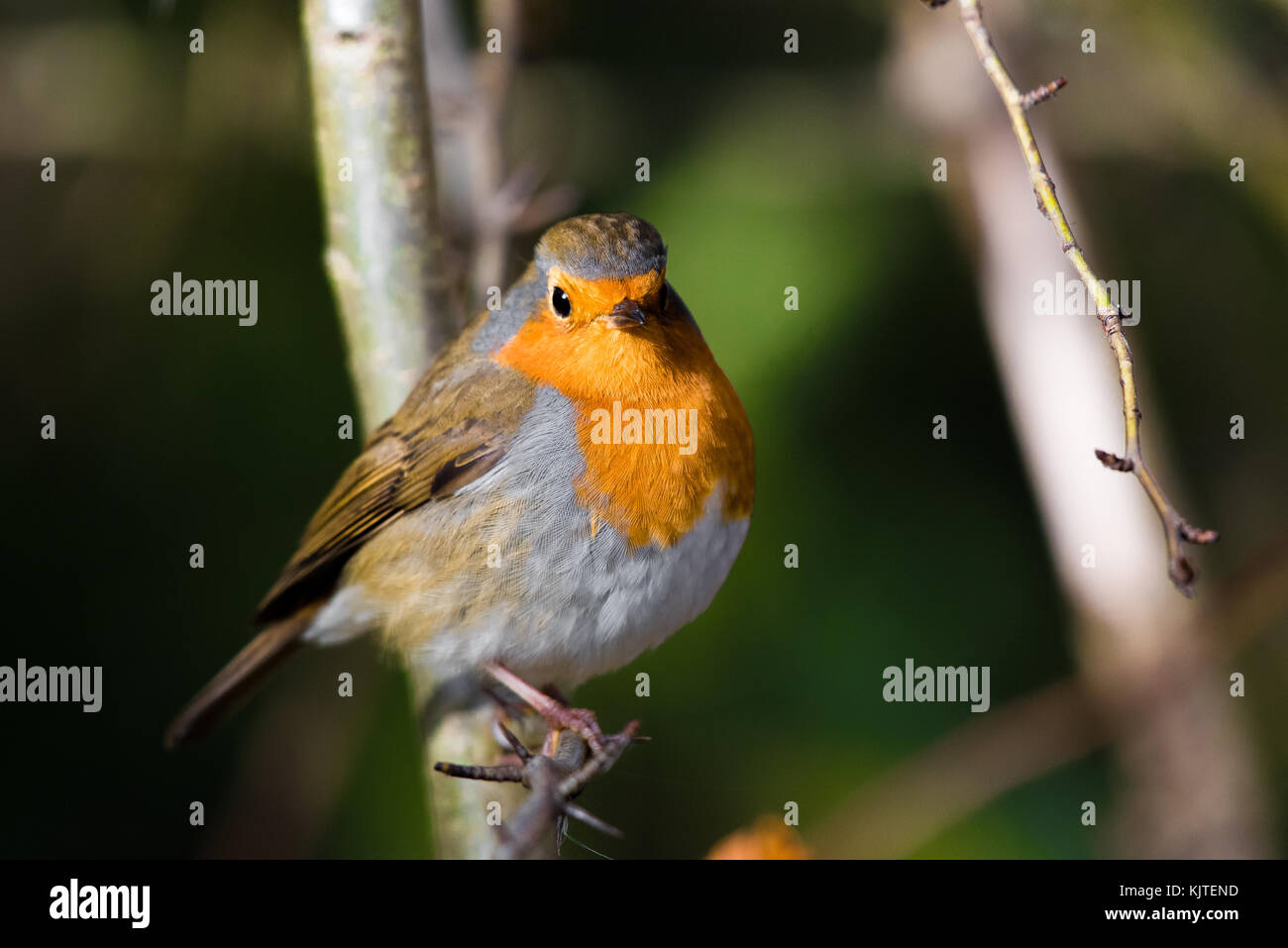 Red breasted Robin in the woods. Wicksteed park Stock Photo - Alamy