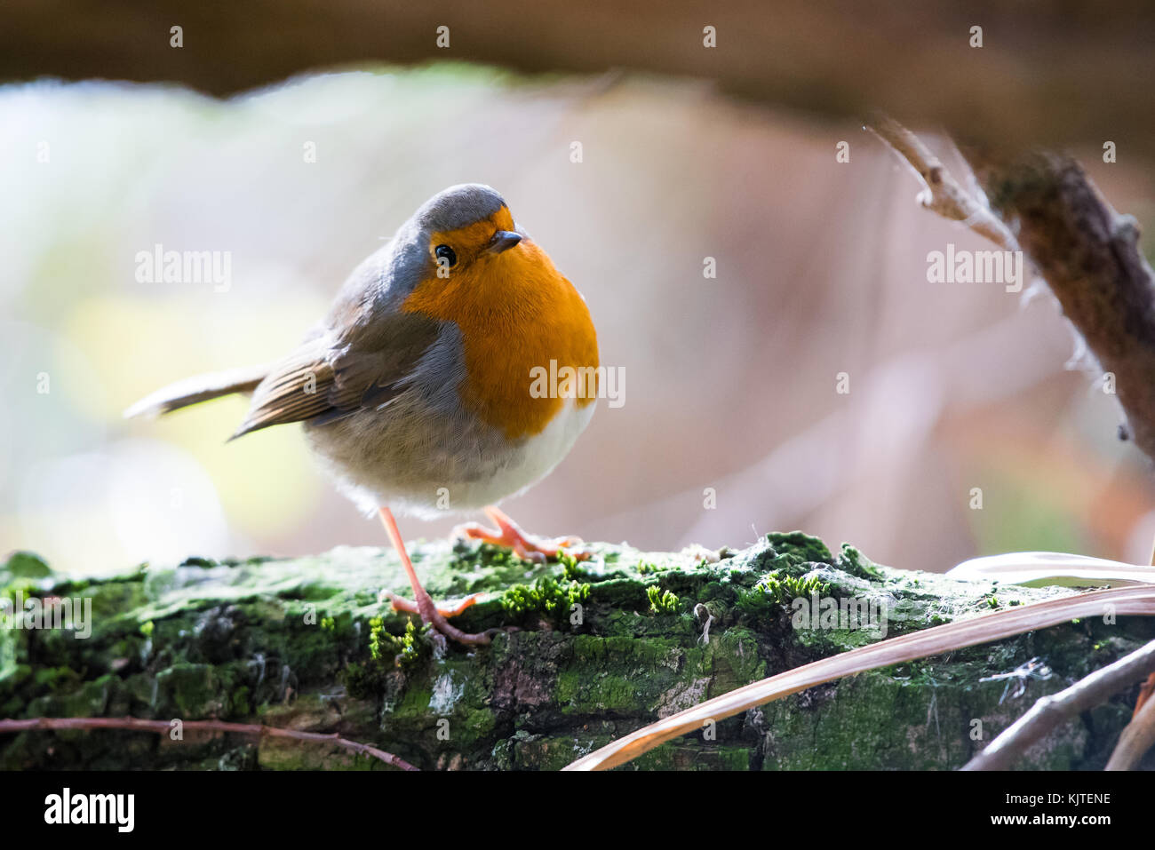 Red breasted Robin in the woods. Wicksteed park Stock Photo - Alamy