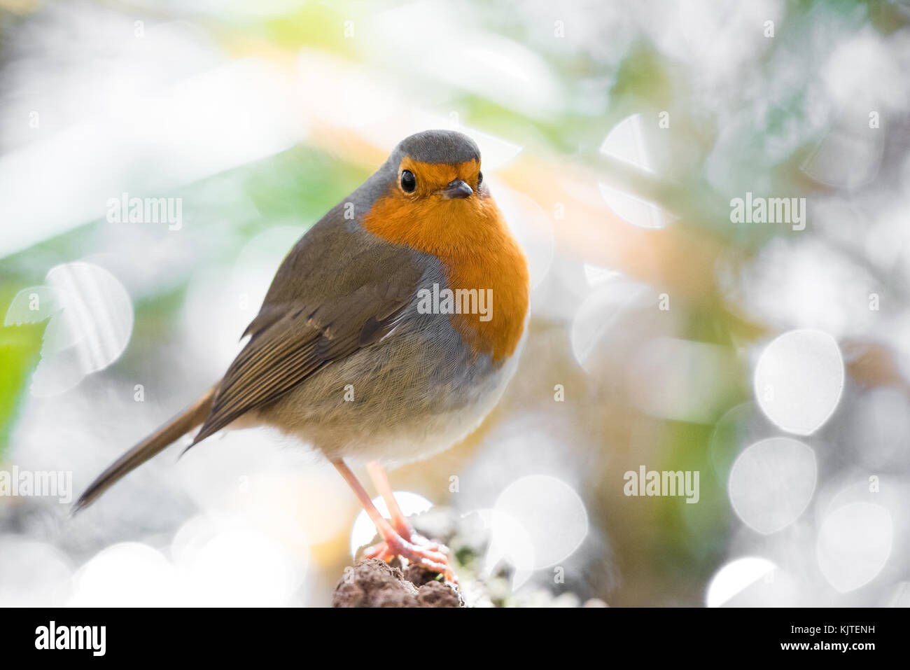 Red breasted Robin in the woods. Wicksteed park Stock Photo - Alamy