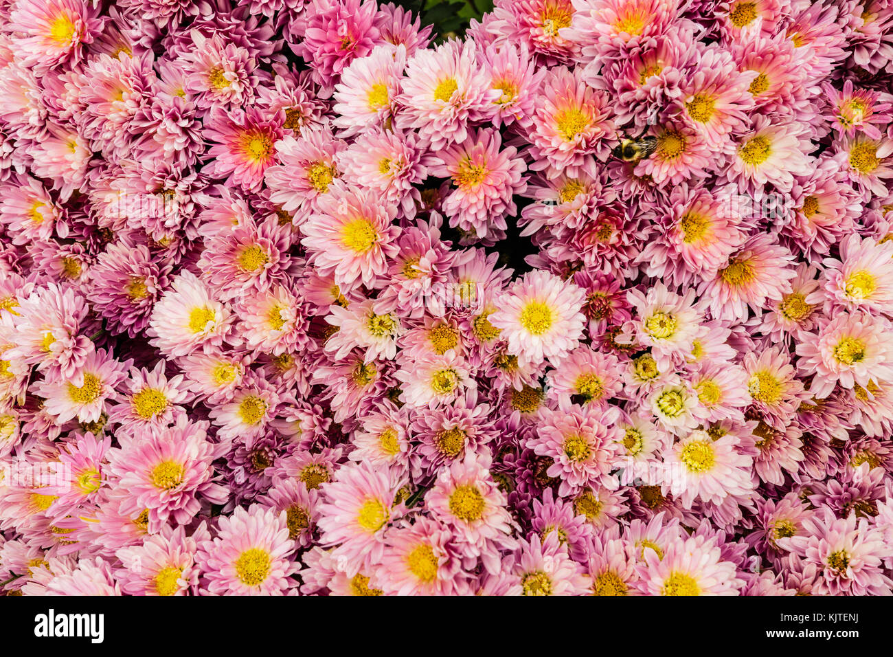 Close up background photograph of pink mum flowers with yellow centers ...