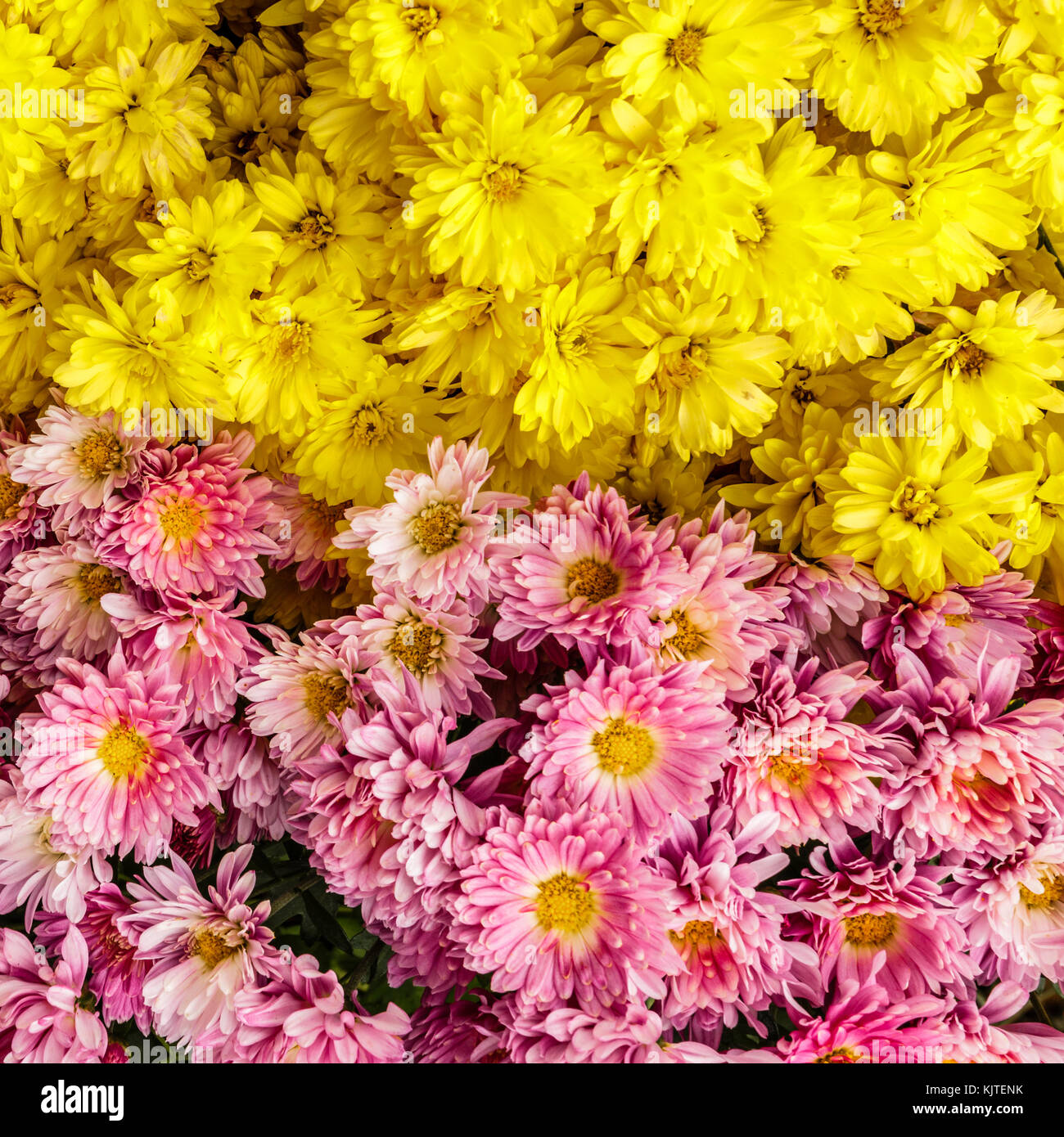 Close up background photograph of pink and yellow mums Stock Photo - Alamy