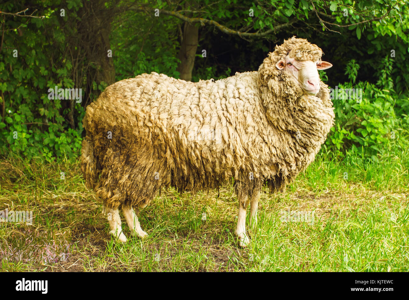 one sheep on green grass in forest Stock Photo - Alamy