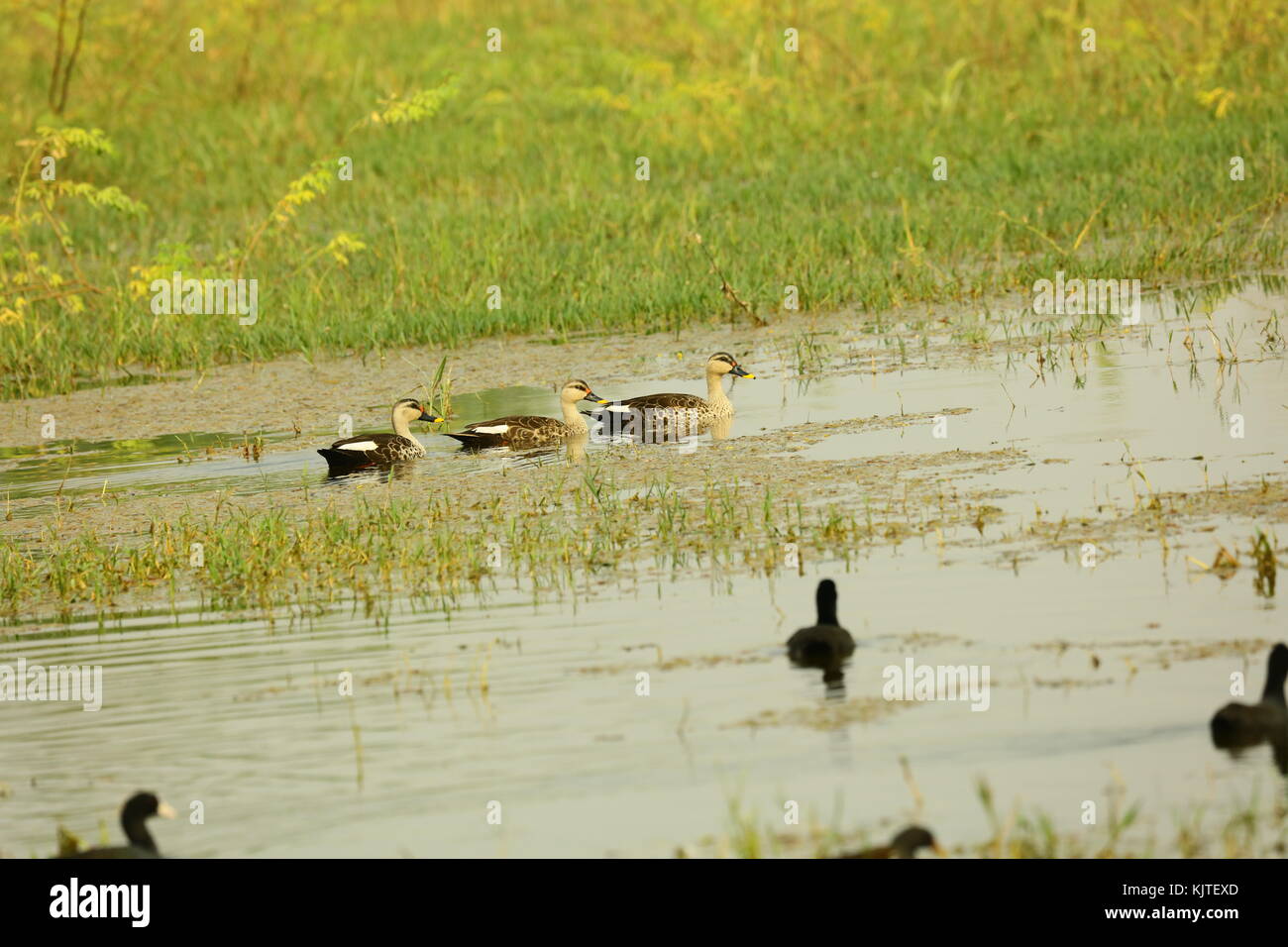 The Indian spot-billed duck is a large dabbling duck which is a non ...