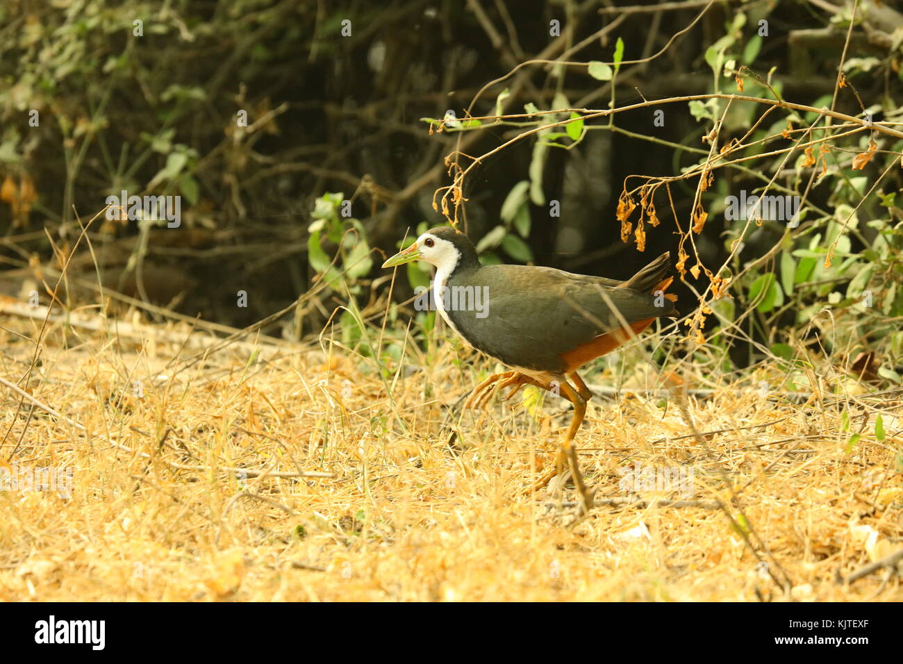 White breasted WaterHen bird Stock Photo - Alamy