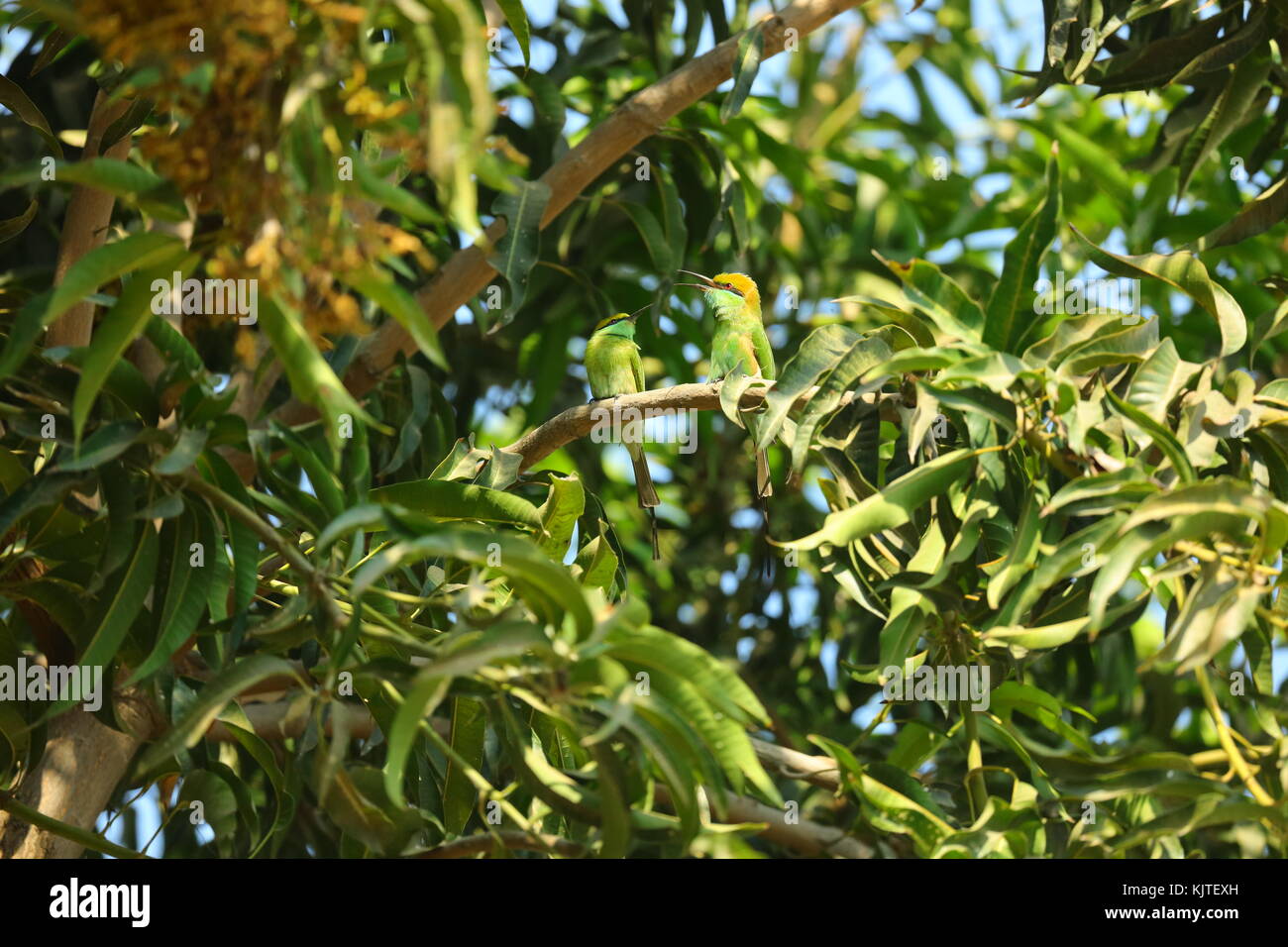 Near passerine hi-res stock photography and images - Alamy