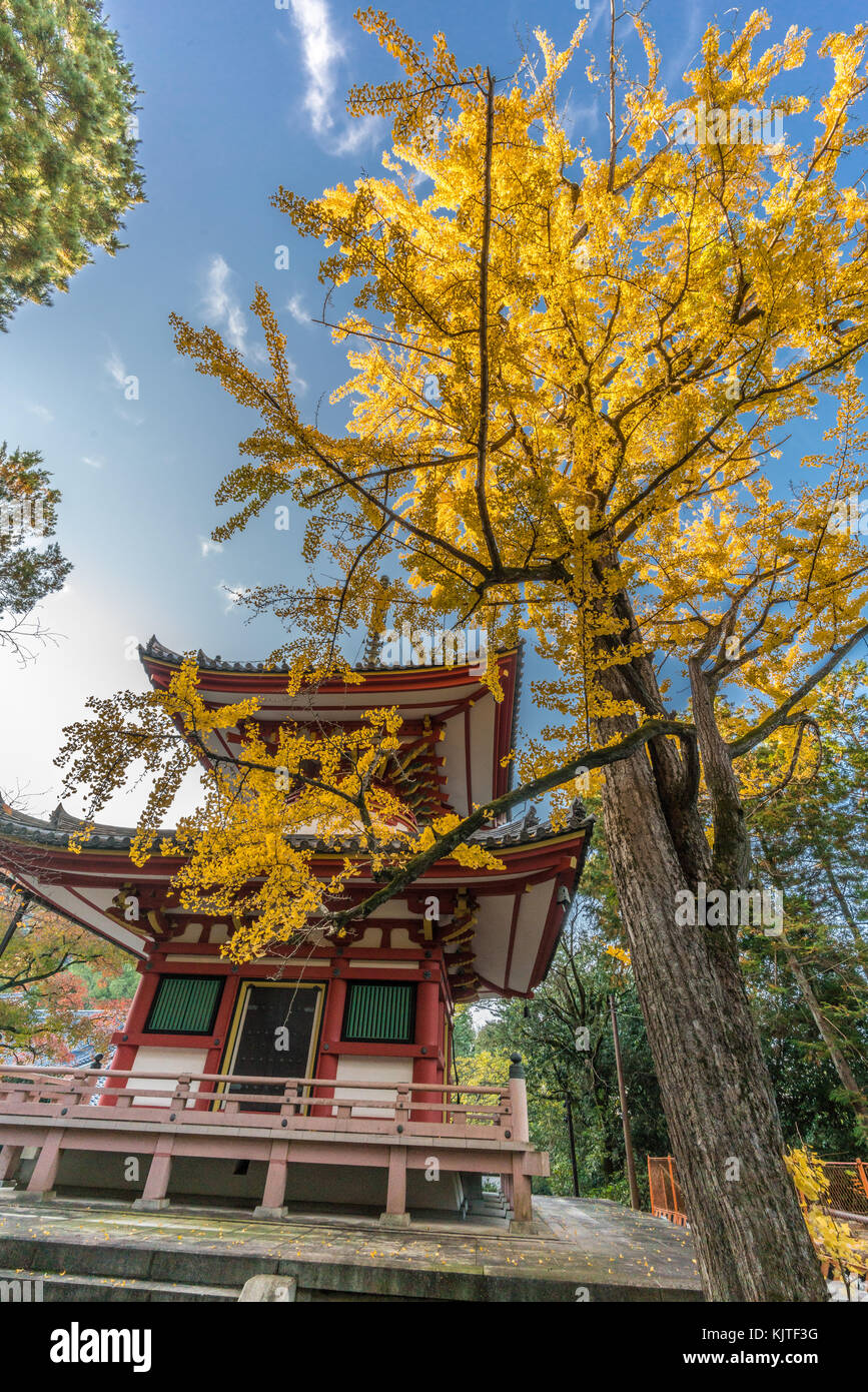 Ichou (ginkgo tree) Autumn colors, Fall foliage and Inscriptions: Rei ...