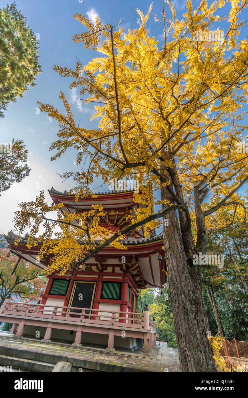 Ichou (ginkgo tree) Autumn colors, Fall foliage and Inscriptions: Rei ...