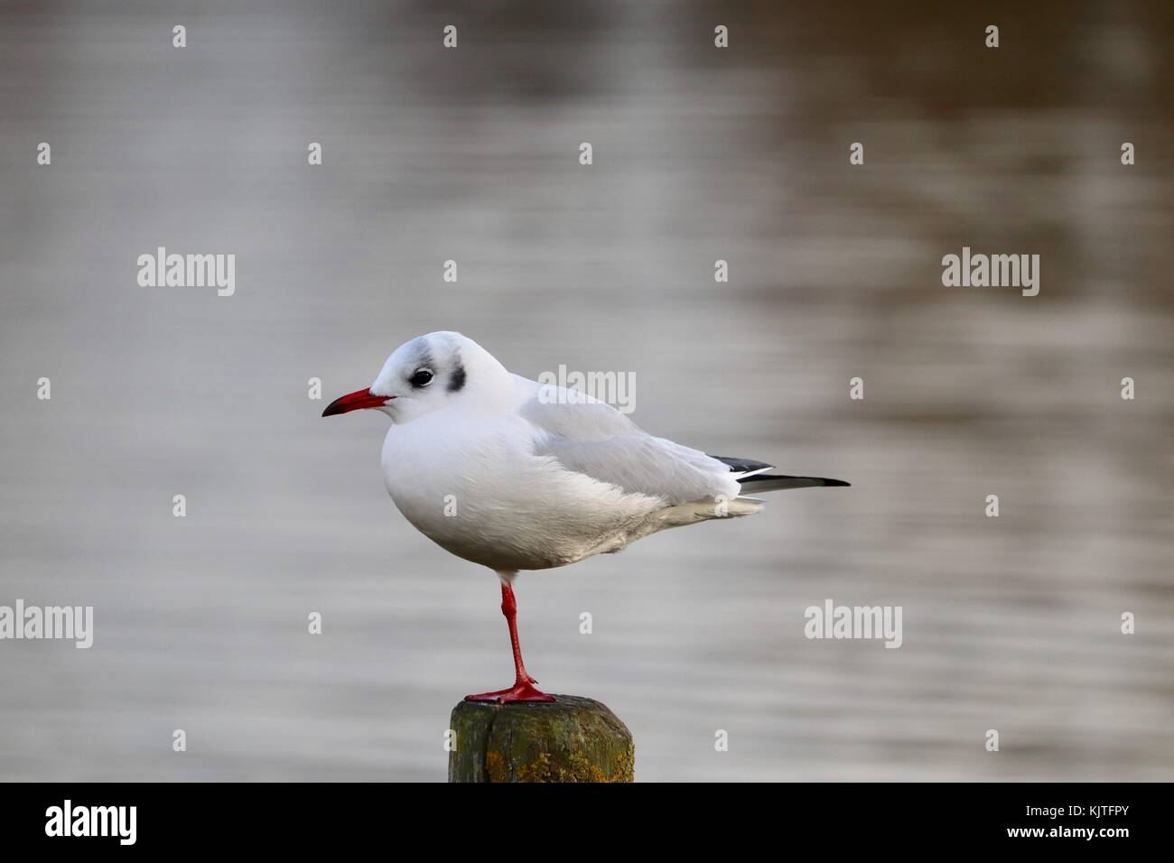 Bird with tucked in wings hi-res stock photography and images - Alamy