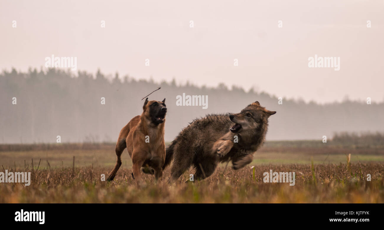 Young grey wolf standing in the field. Lithuania, Europe Stock Photo ...