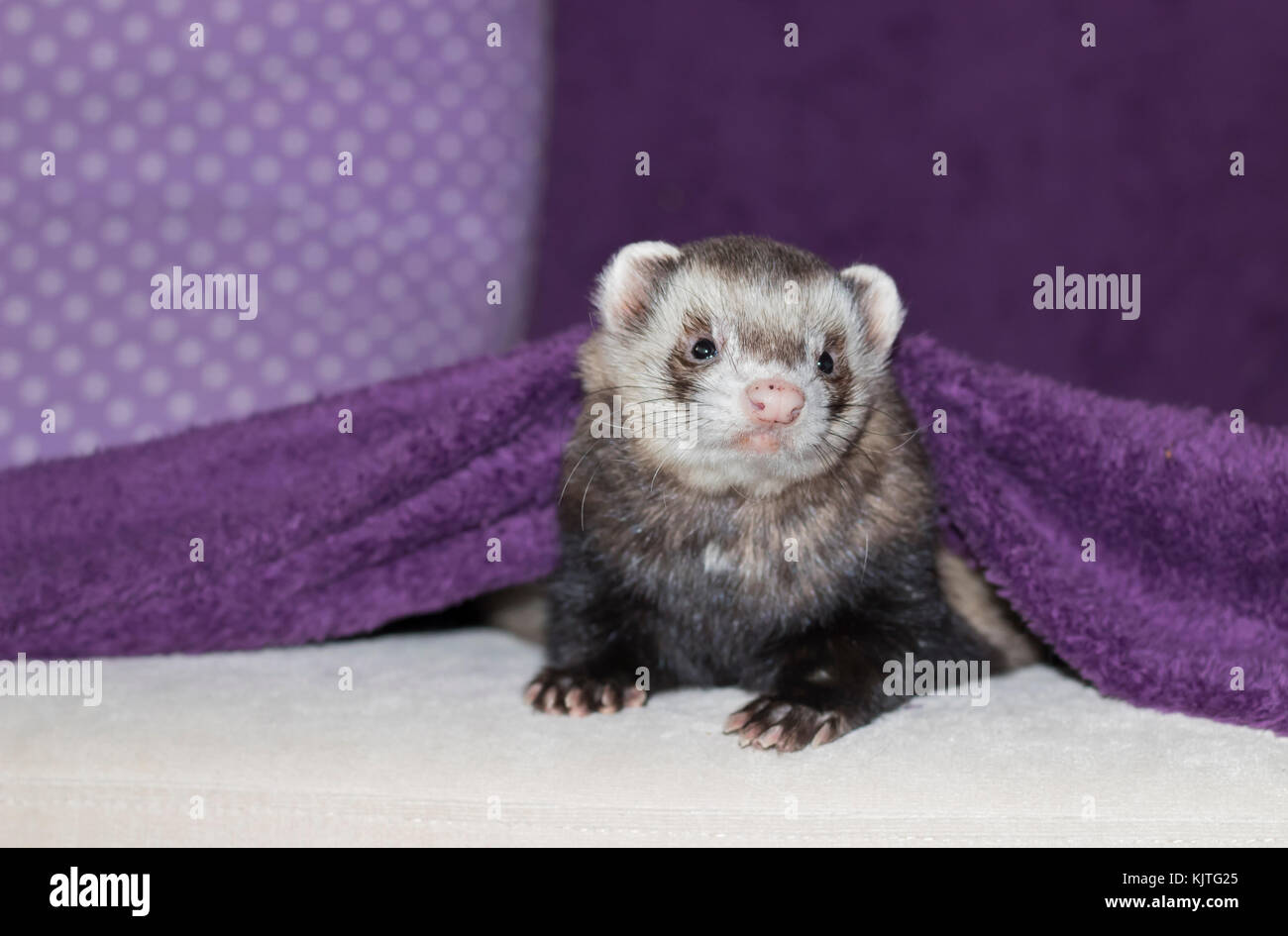 Ferret mustela putorius furo domesticated hi-res stock photography and ...