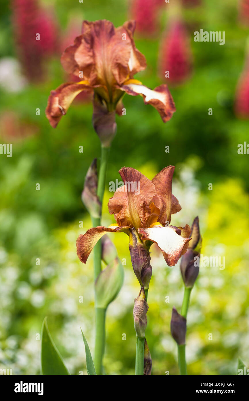 rust coloured irises Stock Photo - Alamy