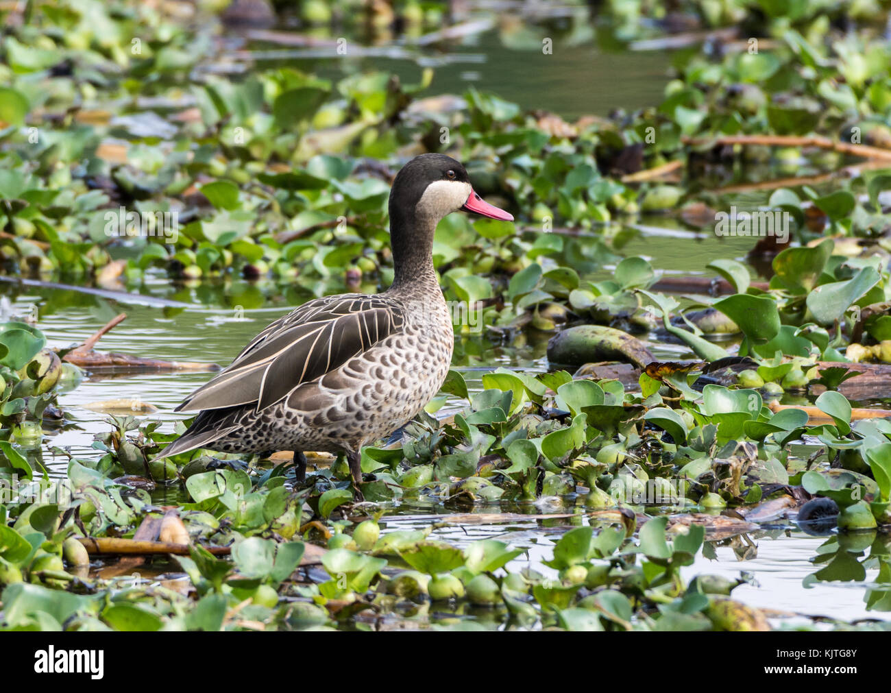 Madagascar duck hi-res stock photography and images - Alamy