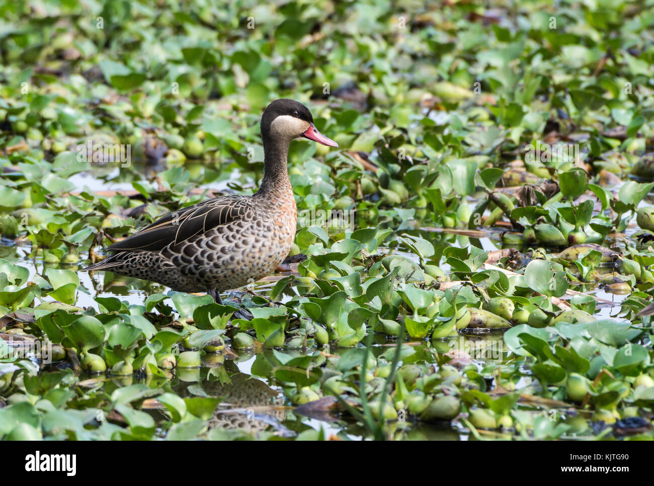 A Red-billed Teal (Anas erythrorhyncha) feeding by a lake. Madagascar ...