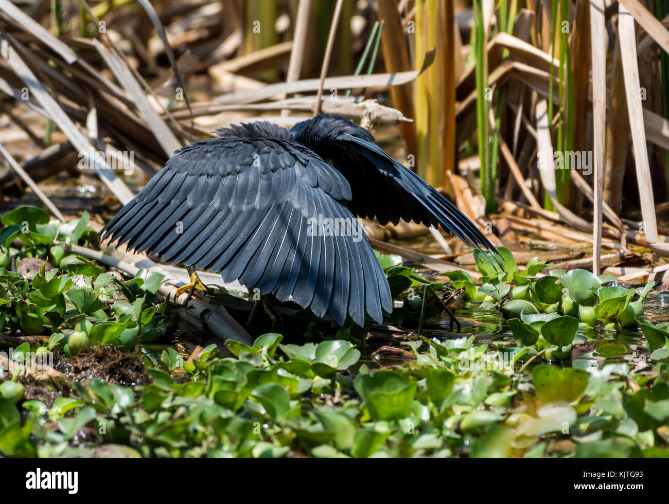Canopy feeding hi-res stock photography and images - Alamy