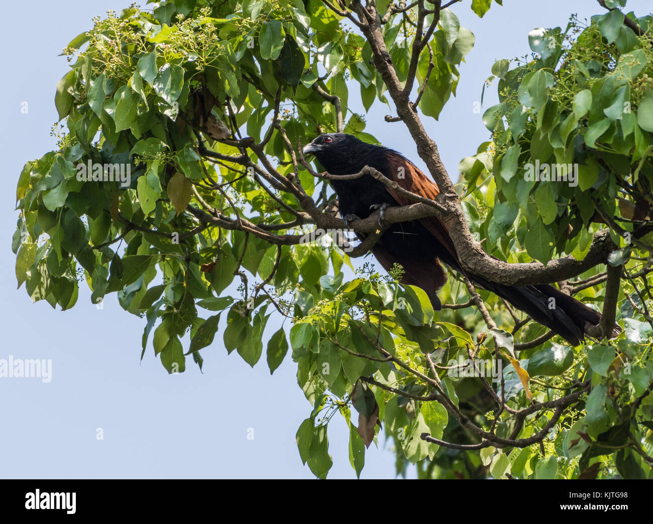 Centropus toulou hi-res stock photography and images - Alamy
