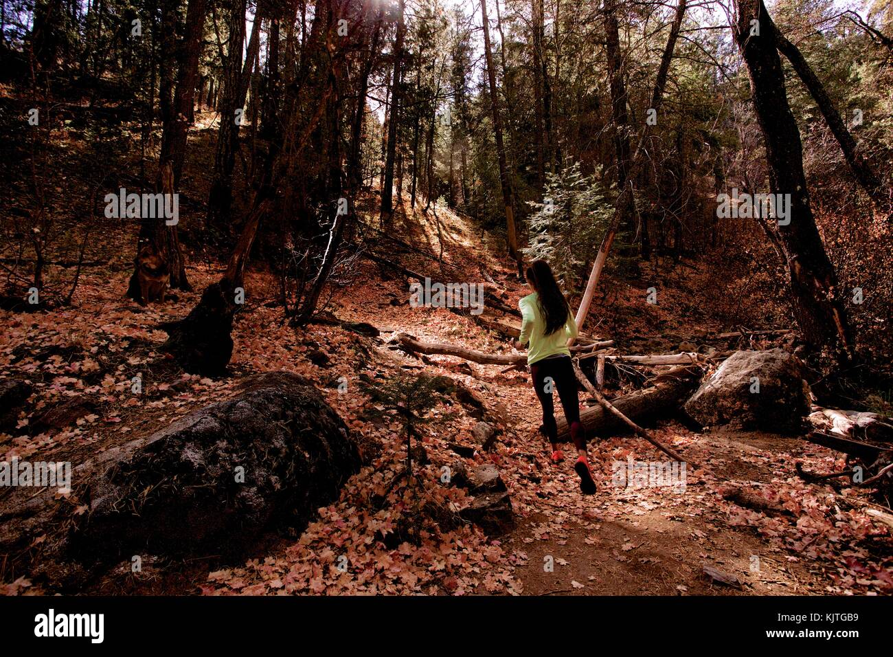 Trail running in the fall Stock Photo - Alamy
