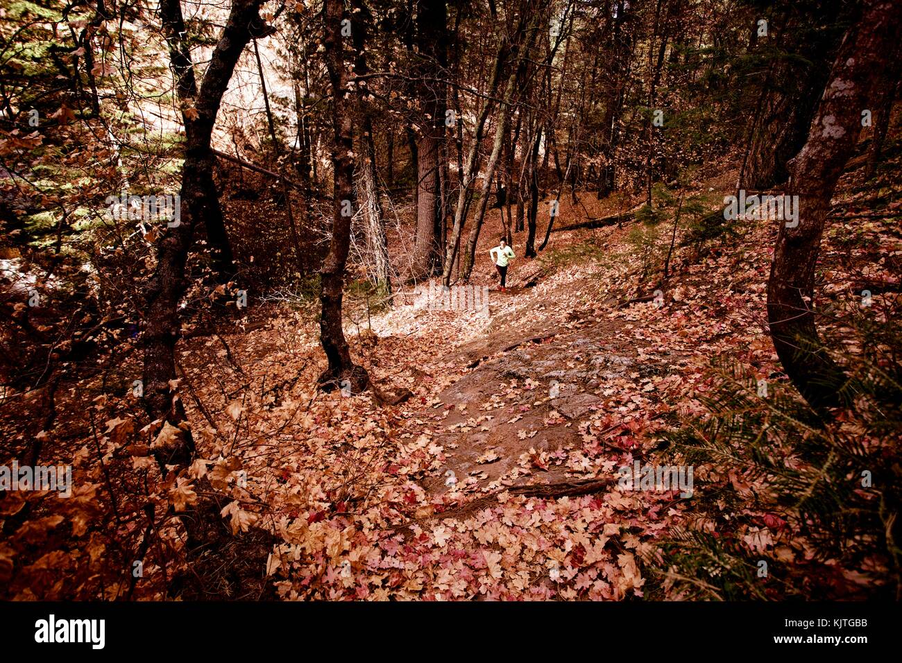 Trail running in the fall Stock Photo - Alamy