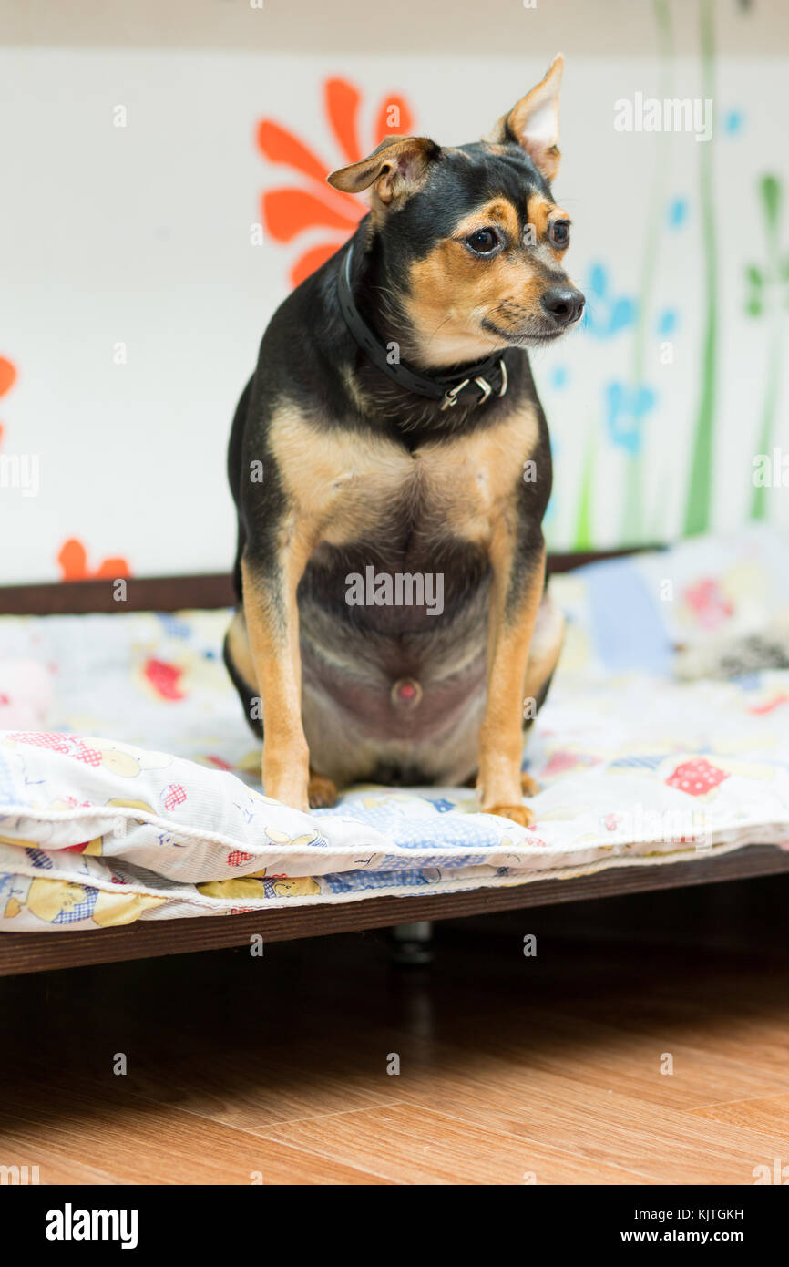 Toy-terrier with obesity sits on the stove Stock Photo - Alamy