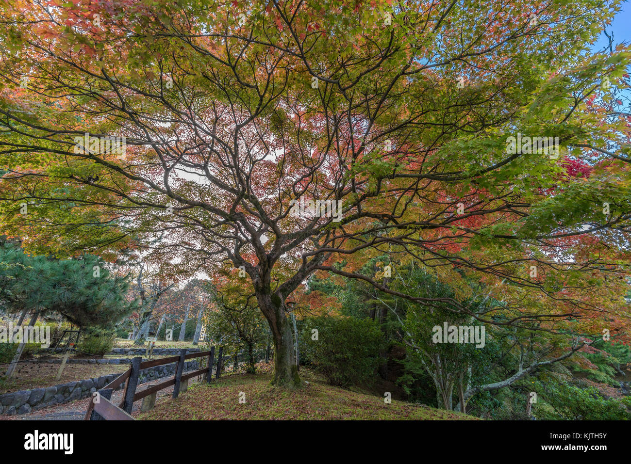 Momiji (Maple tree) Autumn colors, Fall foliage at Maruyama park ...