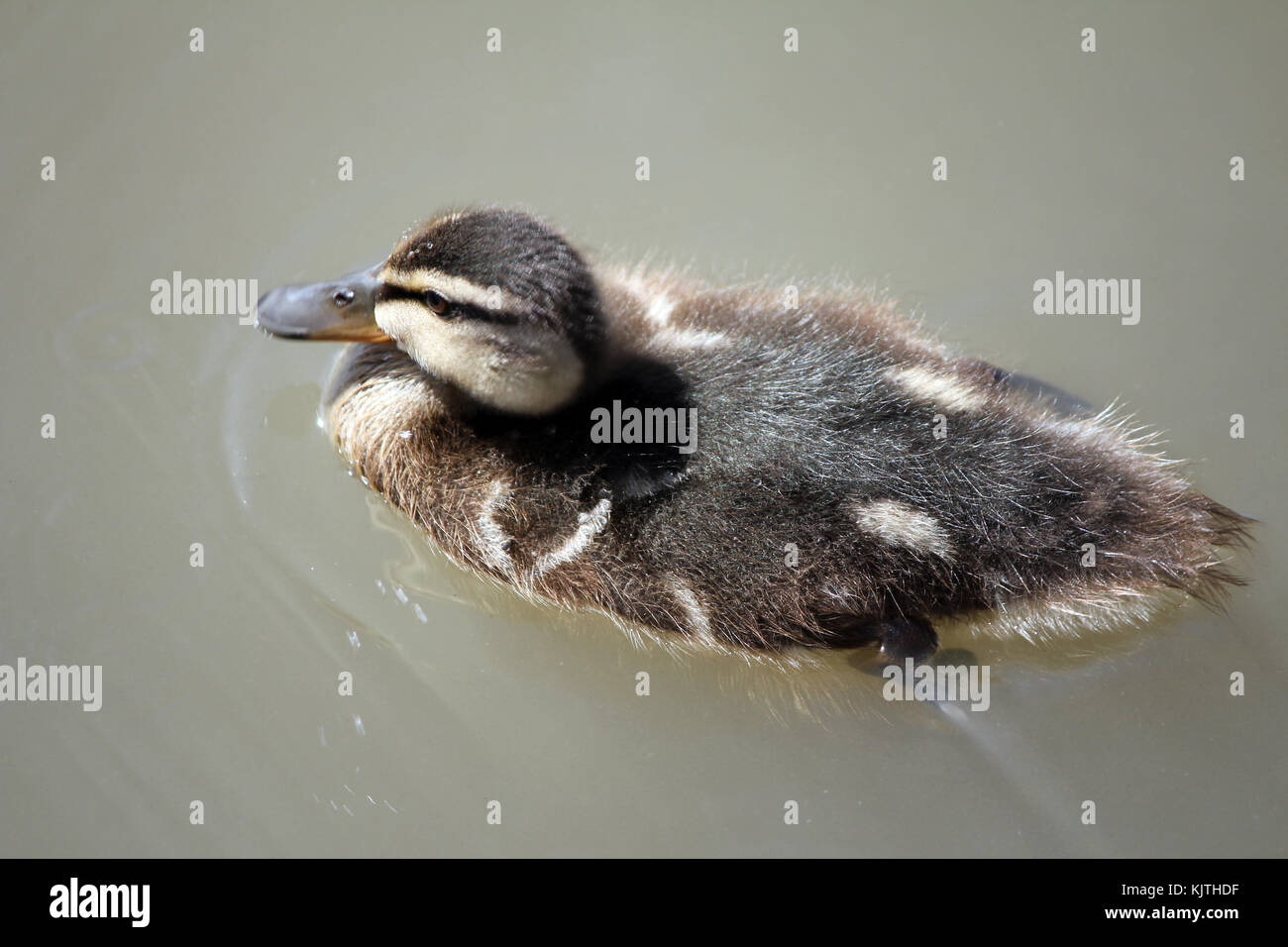 Dappled duckling swimming quickly to find its mother. All is new in the ...