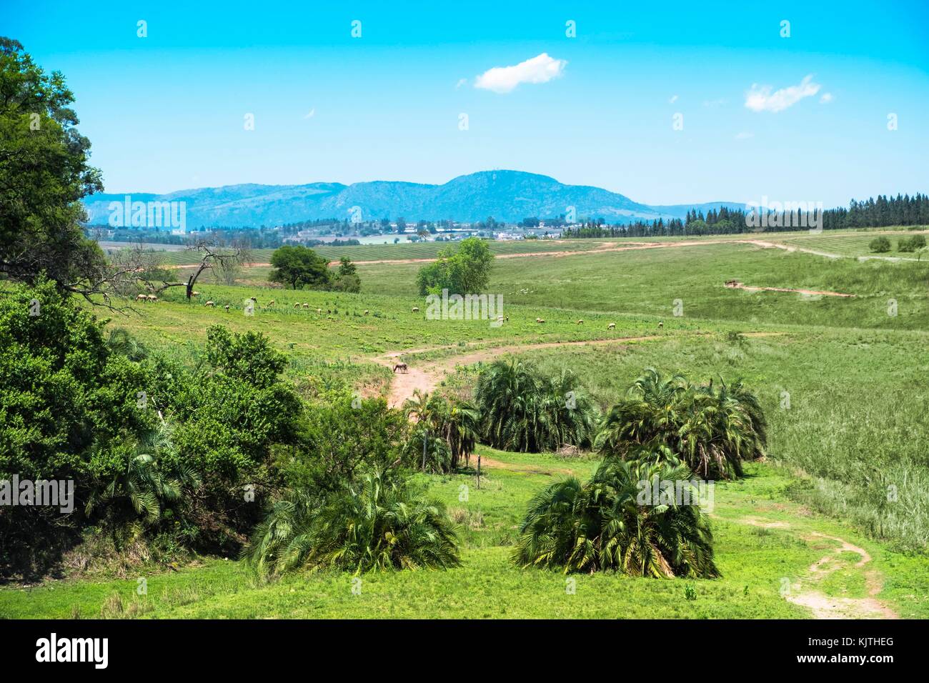 Landscape of Swaziland Mantenga nature reserve park Stock Photo - Alamy