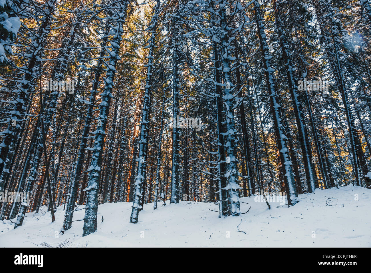 Frozen forest with snow, winter landscape Stock Photo - Alamy