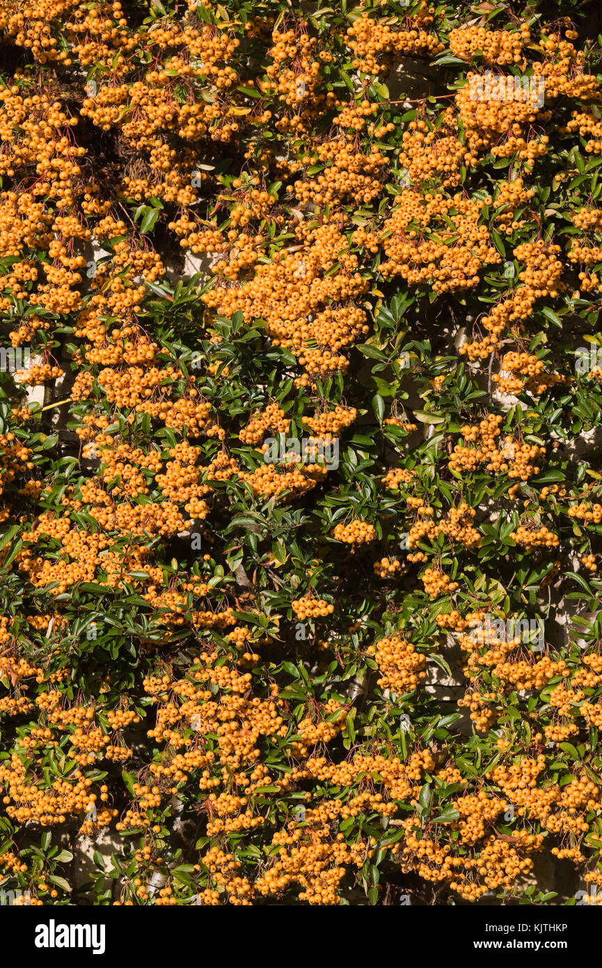 Pyracanthas plant hi-res stock photography and images - Alamy