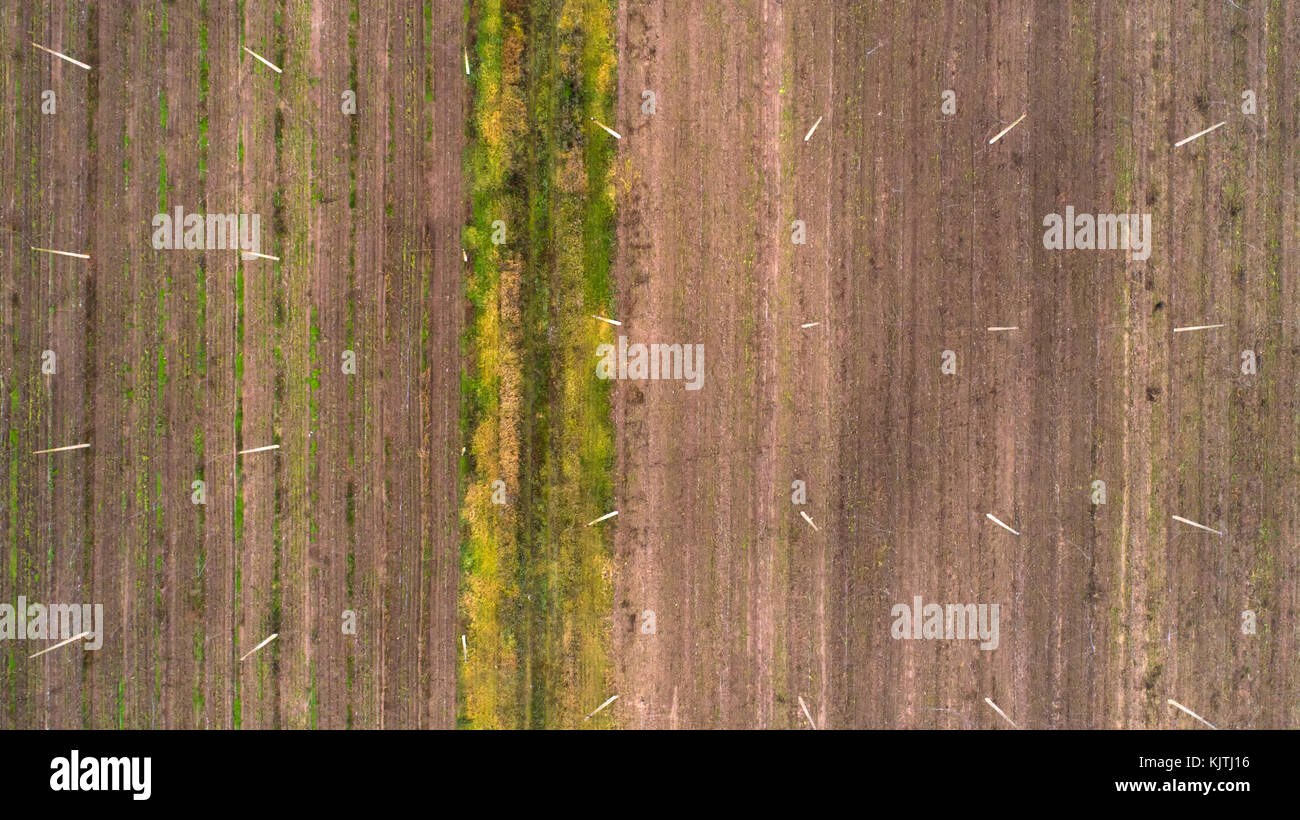 Aerial view on hops field. Field of hops after harvesting Stock Photo ...