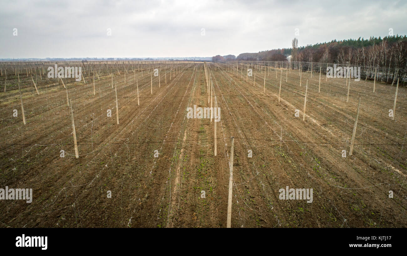 Aerial view on hops field. Field of hops after harvesting Stock Photo ...