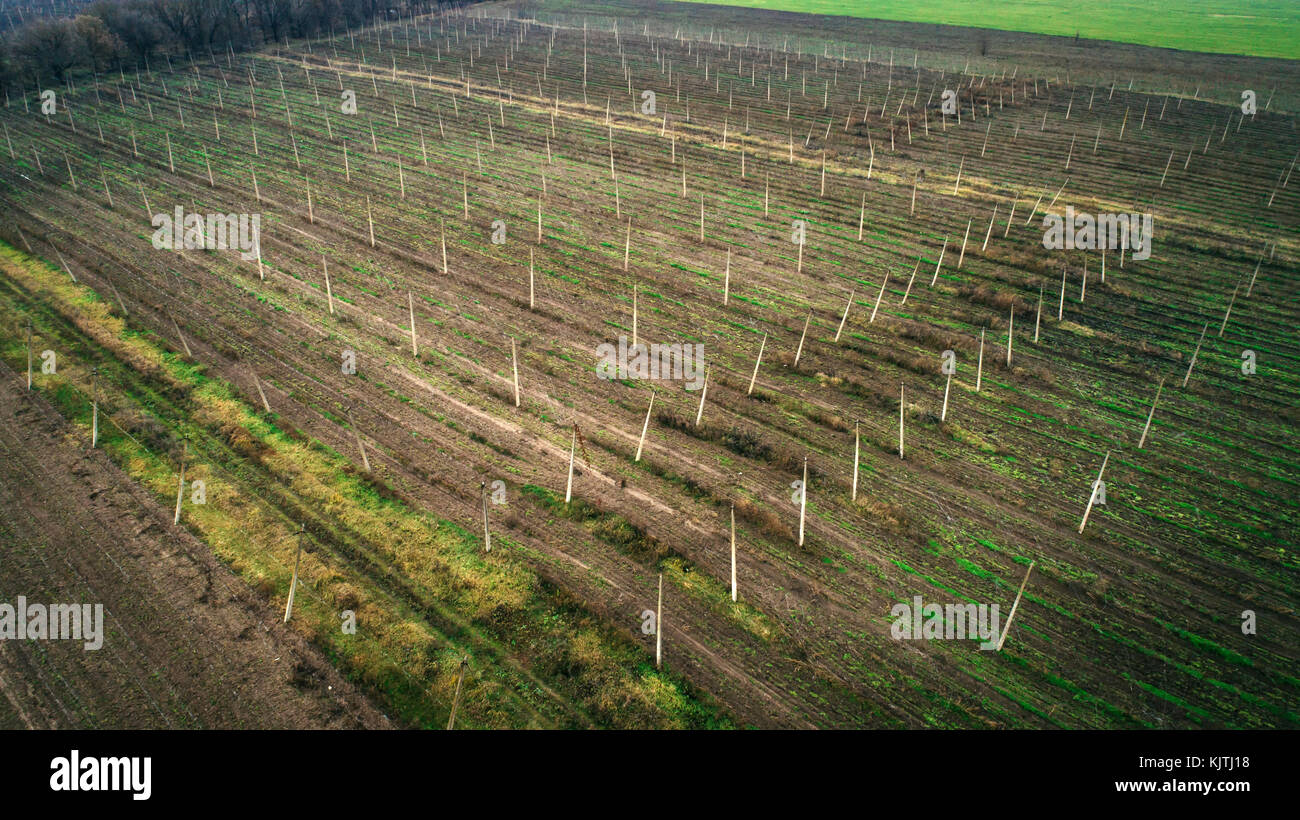 Growing hops plantation hi-res stock photography and images - Alamy