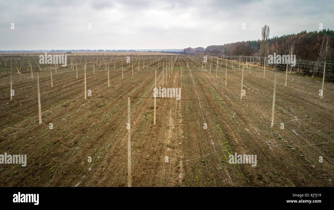 Aerial view on hops field. Field of hops after harvesting Stock Photo ...