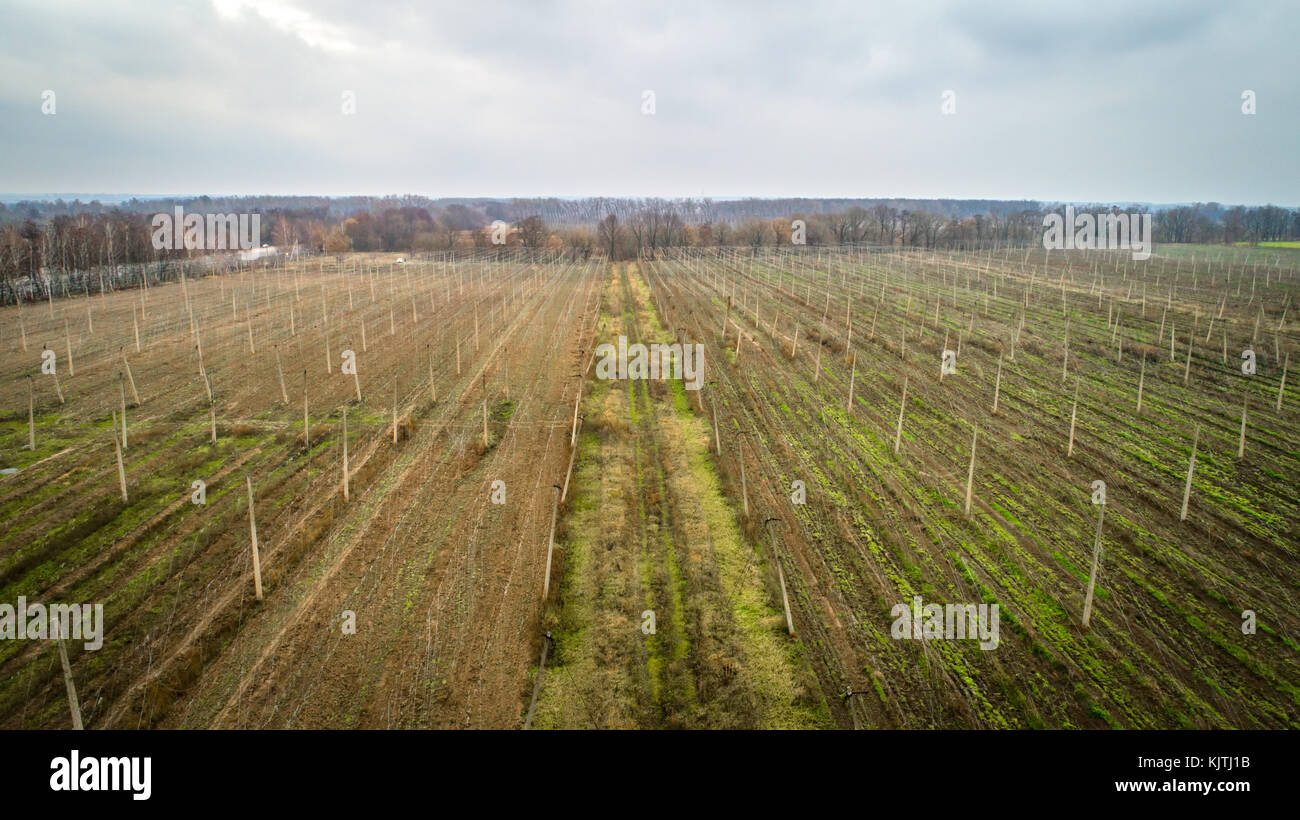 Aerial view on hops field. Field of hops after harvesting Stock Photo ...
