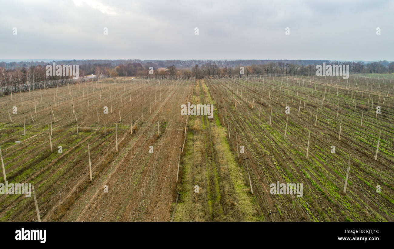 Aerial view on hops field. Field of hops after harvesting Stock Photo ...